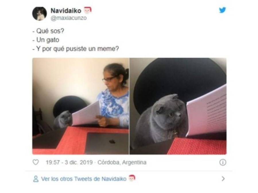 El origen y los mejores memes del gato de '¿Y por qué pusiste?'