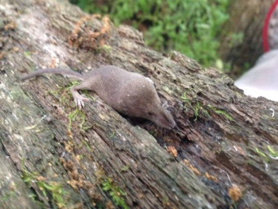 Descubren nueva especie de musaraña de cola larga en Honduras