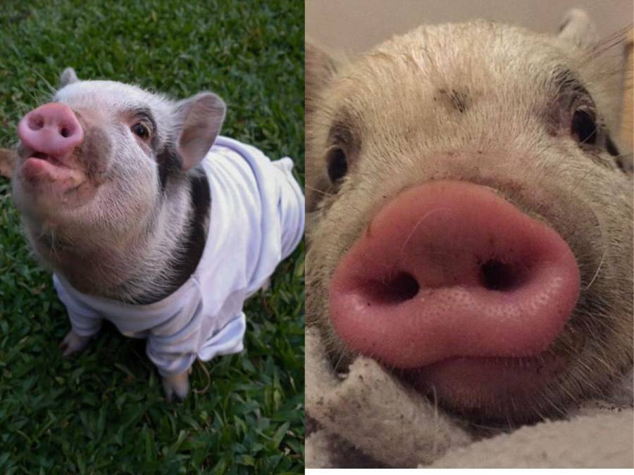 Dieron en adopción a su cerdita y nuevos dueños se la comieron