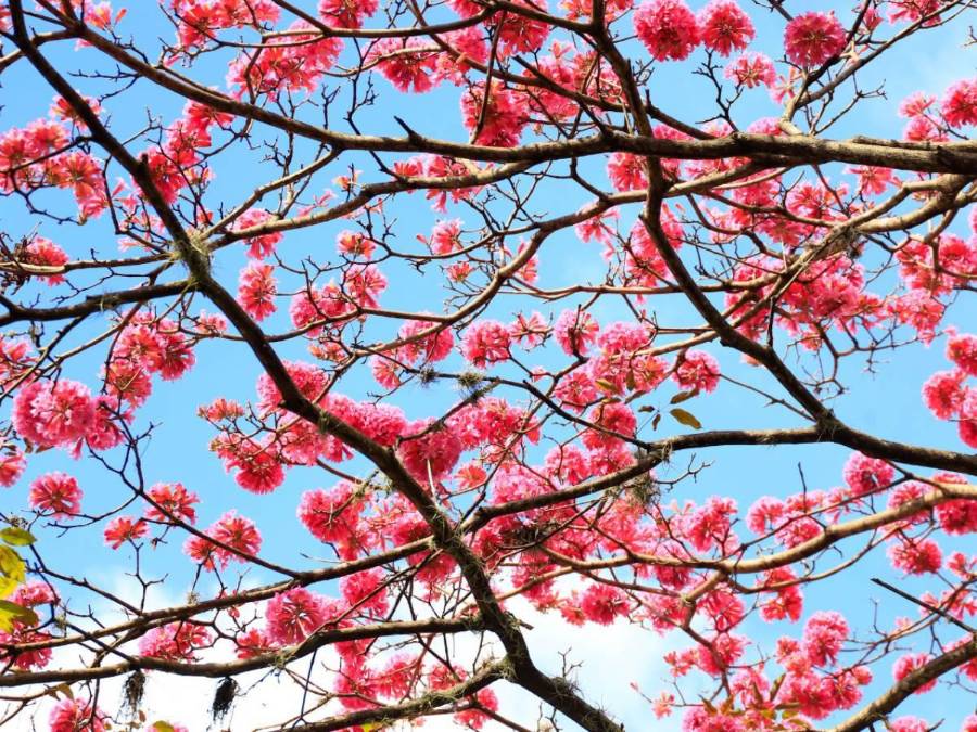 Árboles de Macuelizo adornan las calles de San Pedro Sula