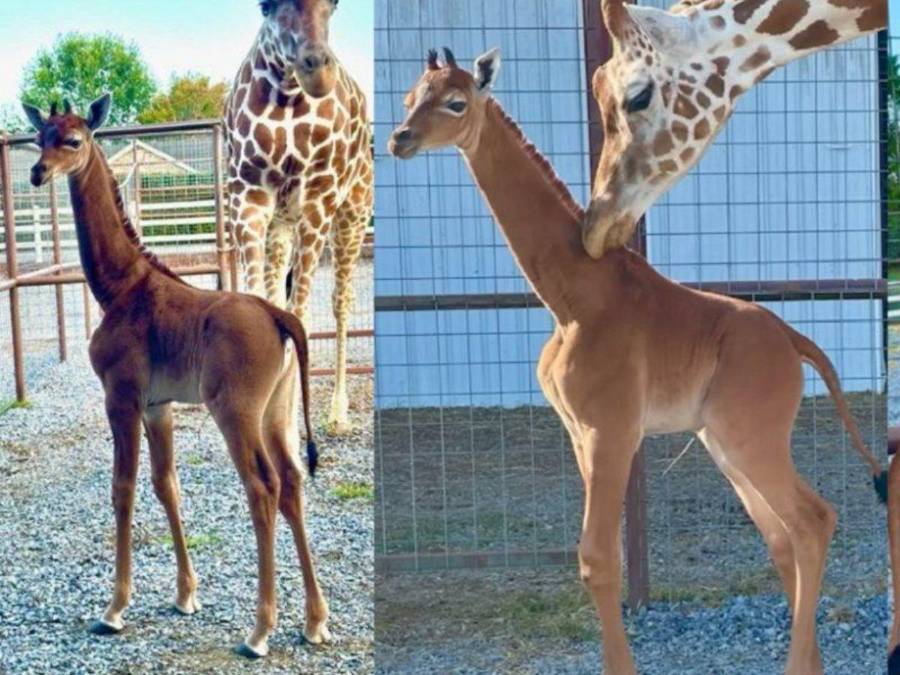 ¡Una belleza! Así es la bebé jirafa que nació sin manchas