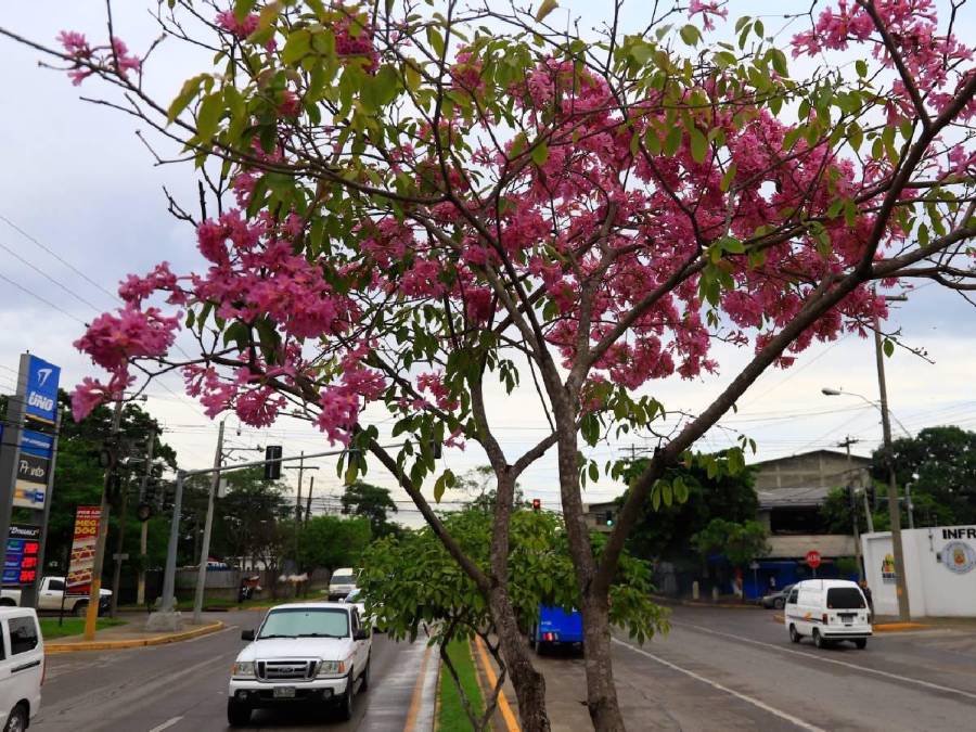Árboles de Macuelizo adornan las calles de San Pedro Sula