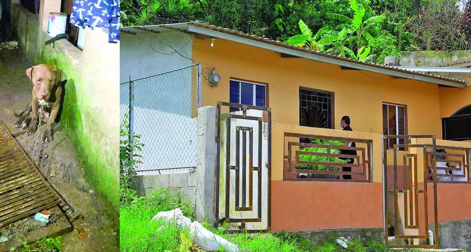 Dictamen: el perro pitbull no mató a Allison Argueta - Diario La Prensa