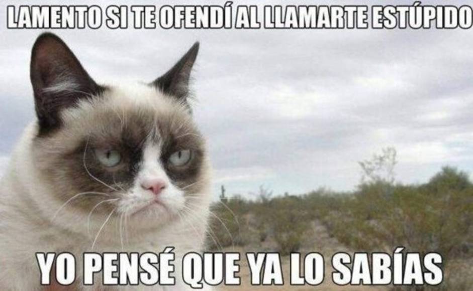 RIP Grumpy Cat: recordamos la 'gata gruñona' con sus mejores memes ...