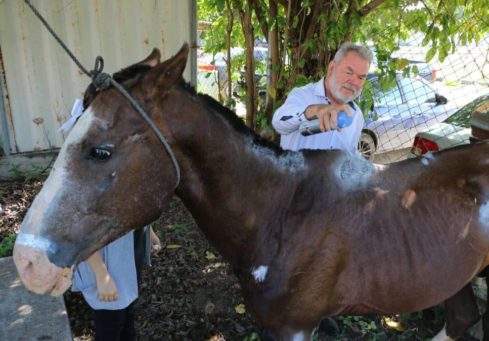 Esto ocurrió finalmente con “Rambo”, el caballo decomisado por Roberto Contreras (FOTOS)