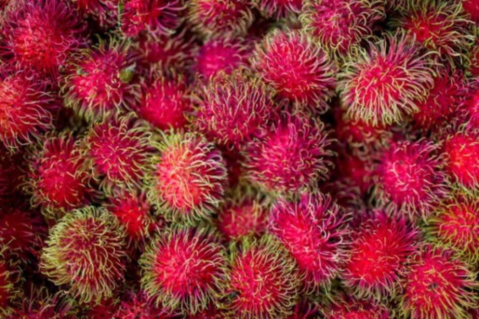 Lichas Fruta