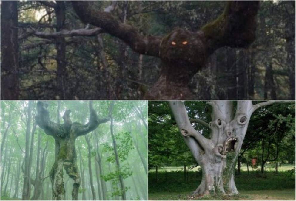 15 árboles pueden asustarte si los ves de noche