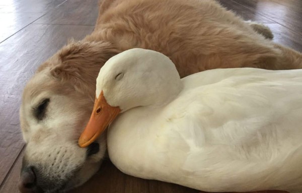 La amistad entre un perro y pato