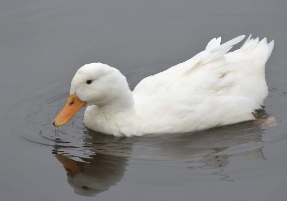 Los patitos recién nacidos son más inteligentes